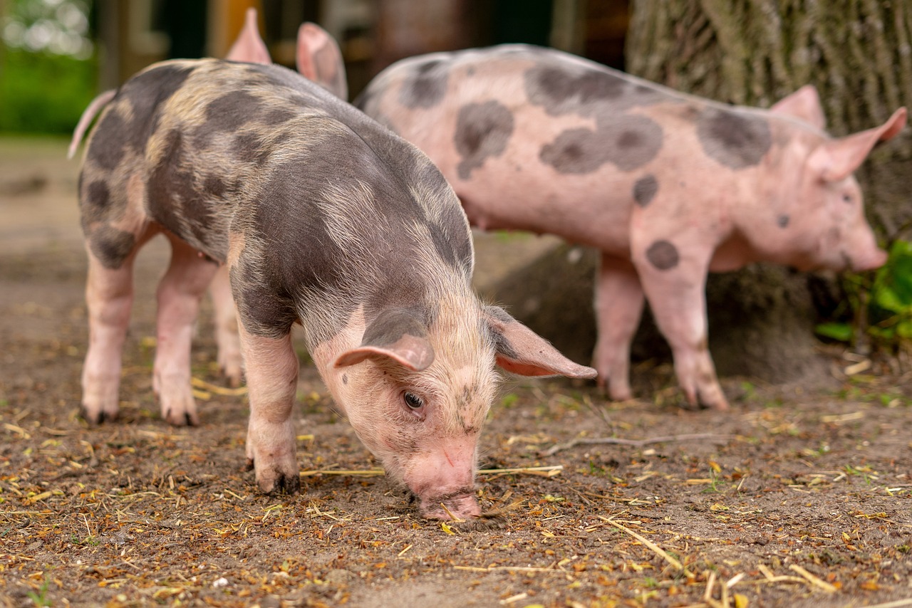 Insect feeds offer promise for growing pig diets - Farming Future Food