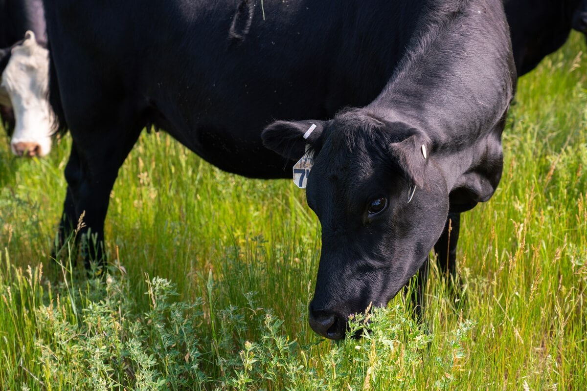 More intensive grazing may be possible without damaging pastures ...