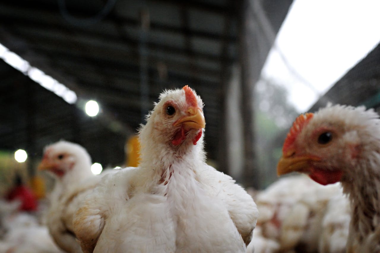 Algal feed boosts broiler meat quality without hurting growth, research ...